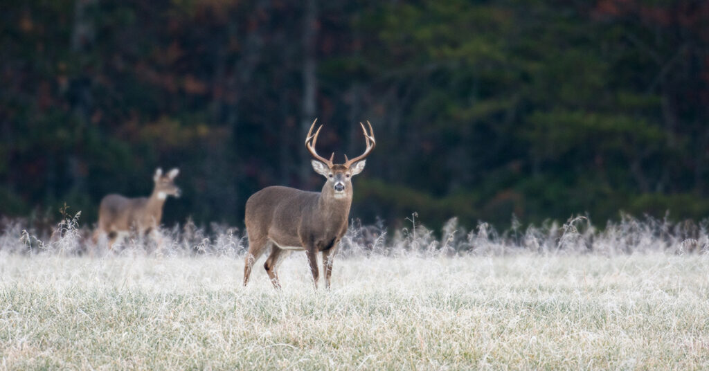 10 white-tail deer hunting spots in Quebec and Ontario| SAIL Blog