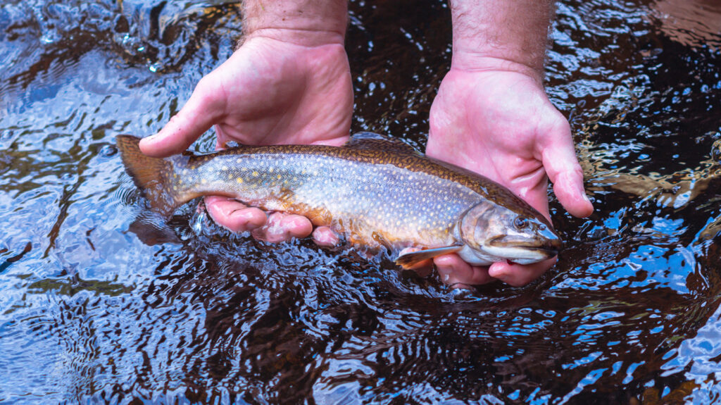 Best destinations for brook trout fishing in Quebec & Ontario | SAIL Blog