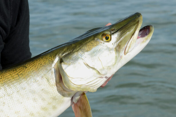 Muskie fishing: the best techniques for the bet catches | SAIL Blog