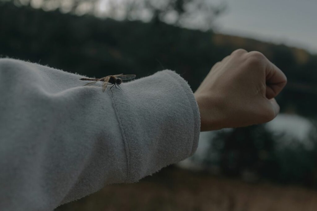 What Is The Role Of Insects In Biodiversity Sail Blog