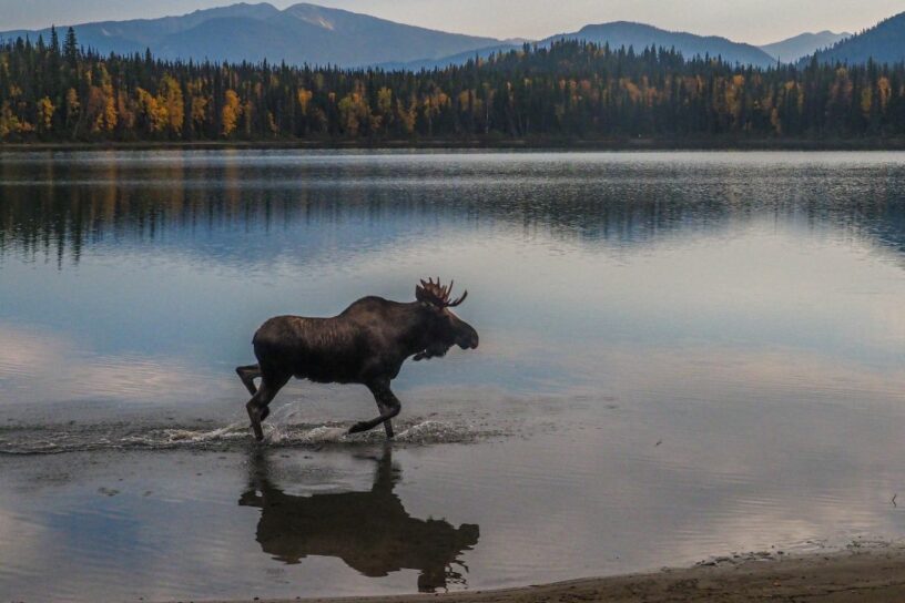 The best moose hunting techniques | SAIL Blog