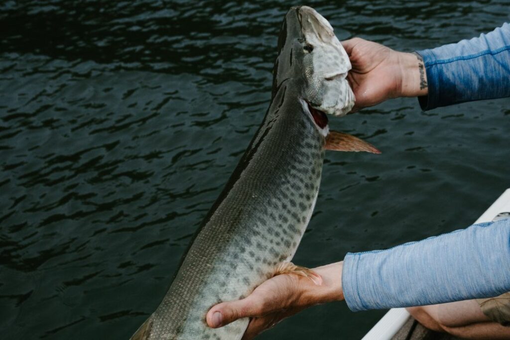 8 tips to catch musky | SAIL Blogue