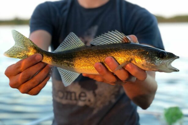 The Best Walleye Lures | SAIL Blog